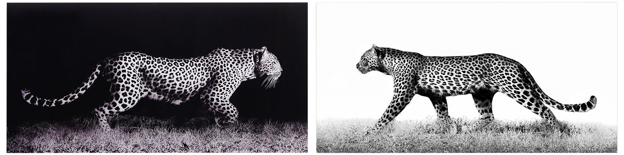 Multi-Color, Rectangular, Animals, 40 In. To 49 In. | Lamps Plus