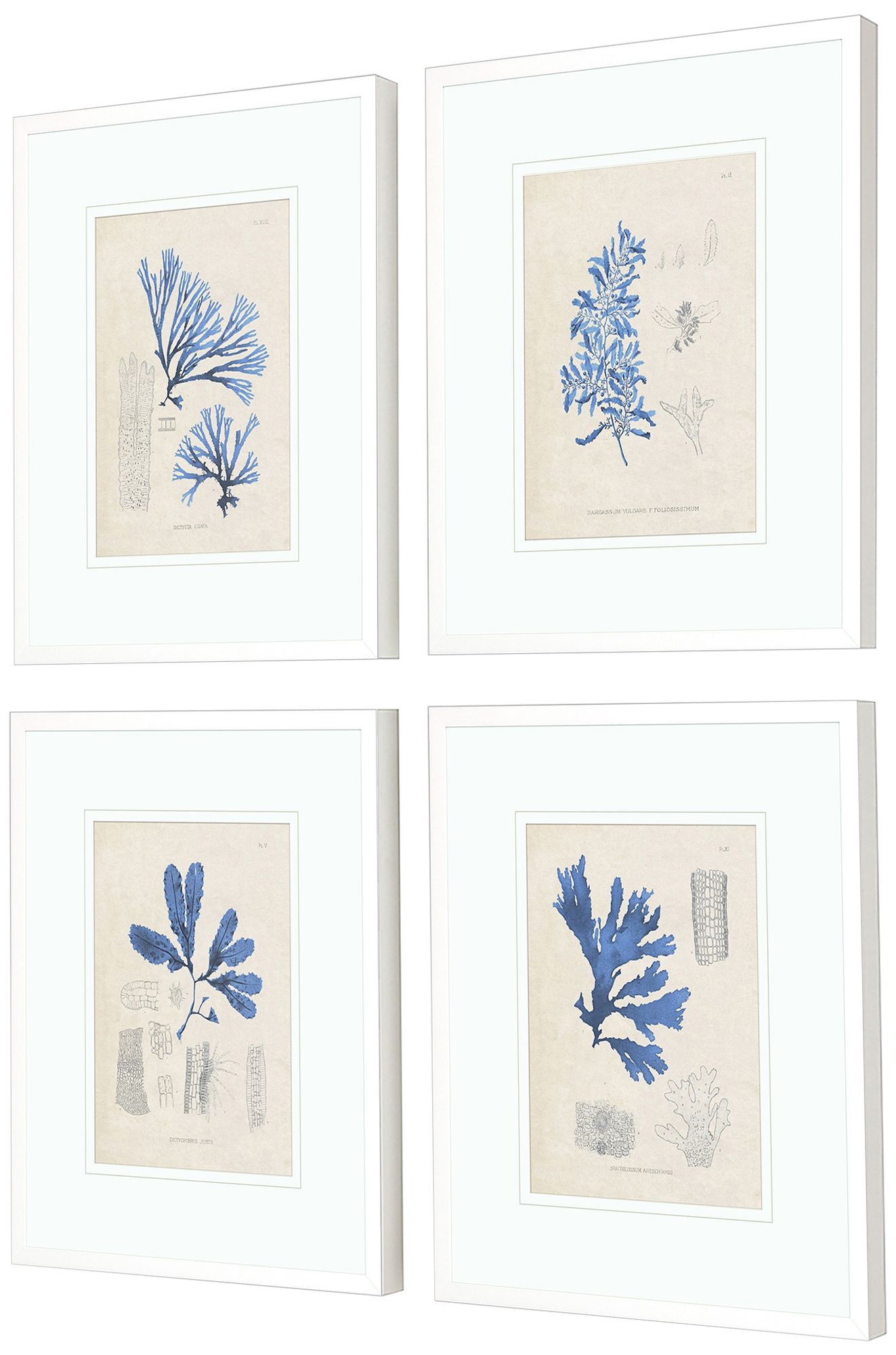 Marine Algae II 26" High 4-Piece Framed Giclee Wall Art Set - #266Y4 | Lamps Plus