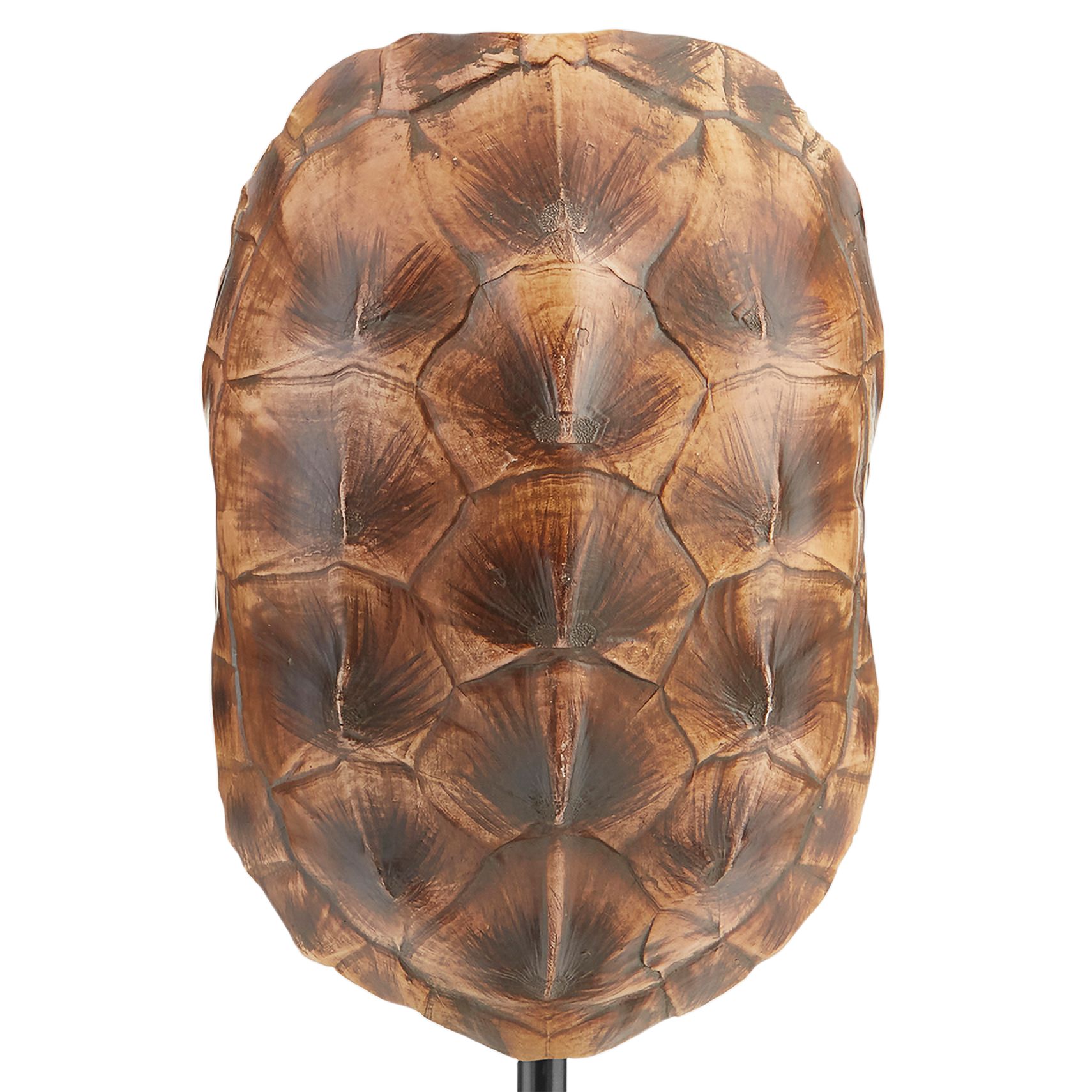 Turtle Shells Brown 13 1/4" High Statues Set of 3 - #375Y0 | Lamps Plus