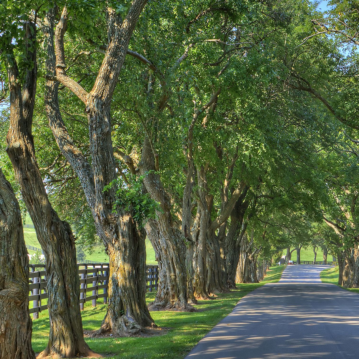 Country Lane 40" Wide All-Weather Outdoor Canvas Wall Art - #41Y61 ...